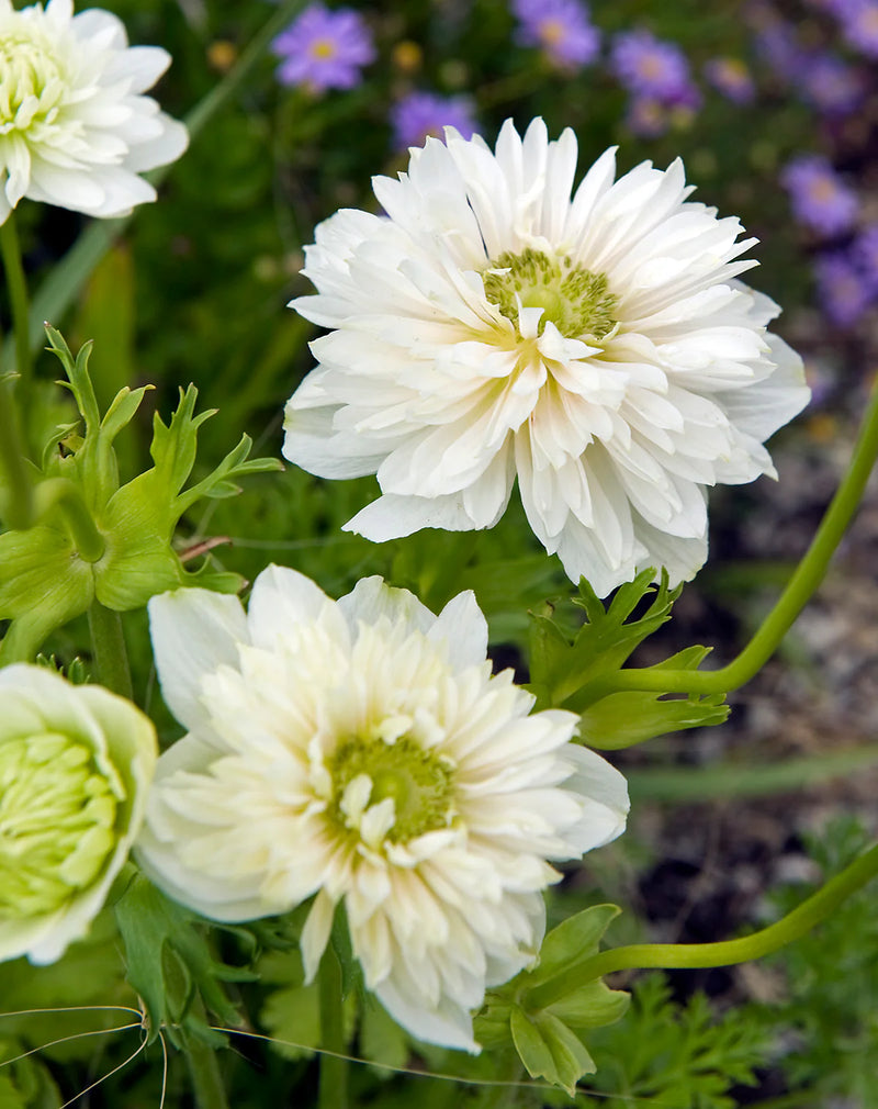 Winter Anemone Flower Bulbs For Planting | Vibrant Colour Flowering