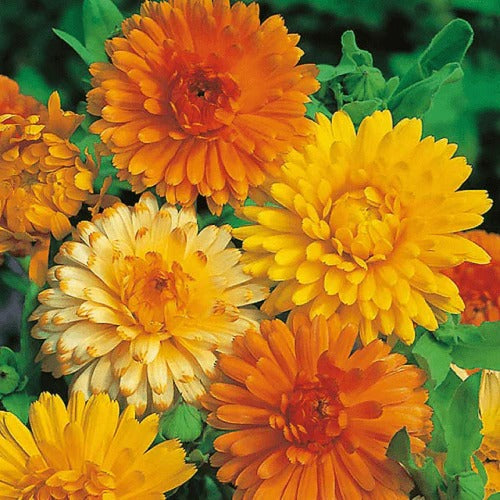 Calendula Officinalis Bon Bon Mix – Bright & Compact Flowering Plant ...