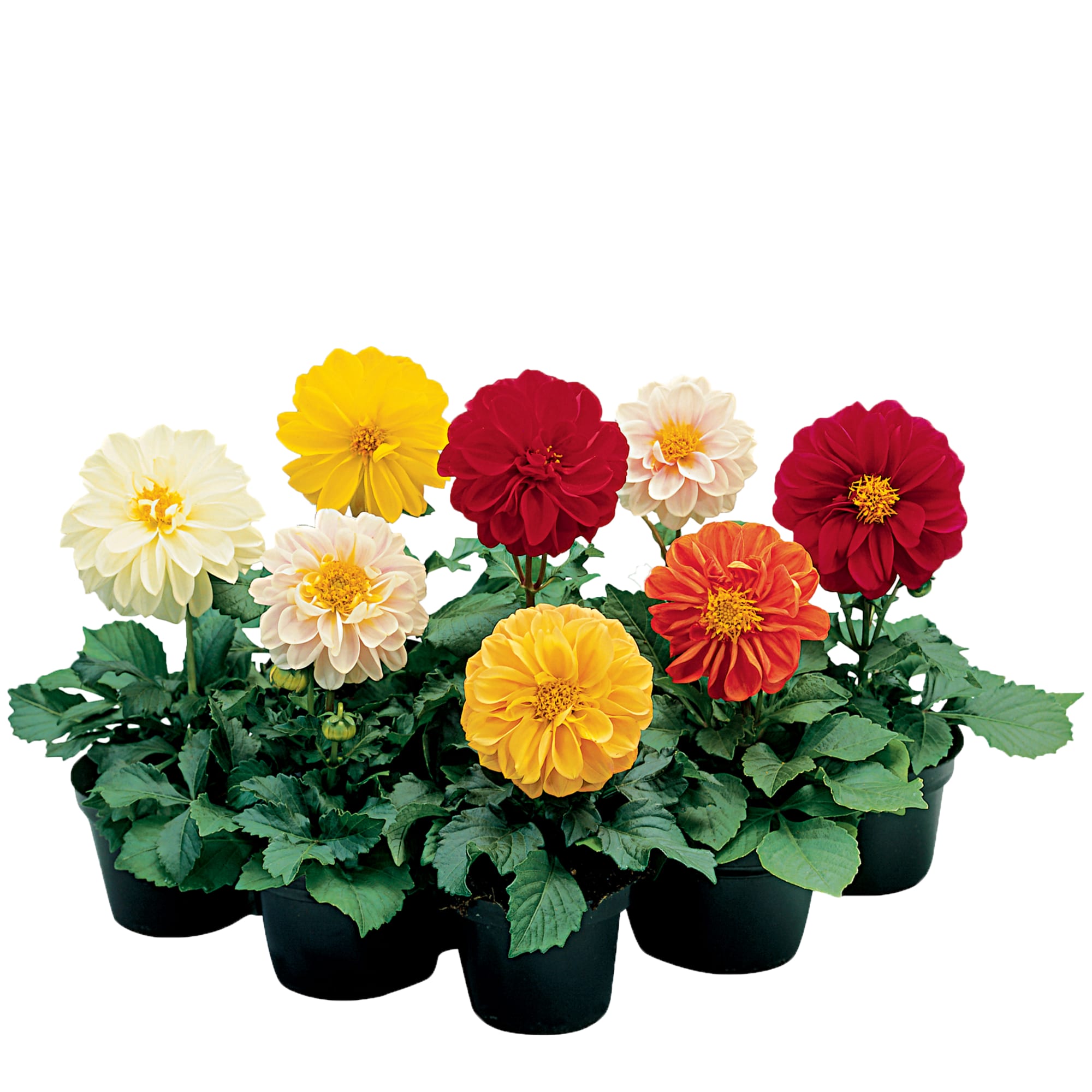 Dahlia Fresco Formula Mix – Dwarf Dahlia Flower Seeds (Imported, 20 ...