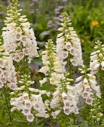 Digitalis Purpurea F1 Camelot Cream Flower Imported 20 Seeds