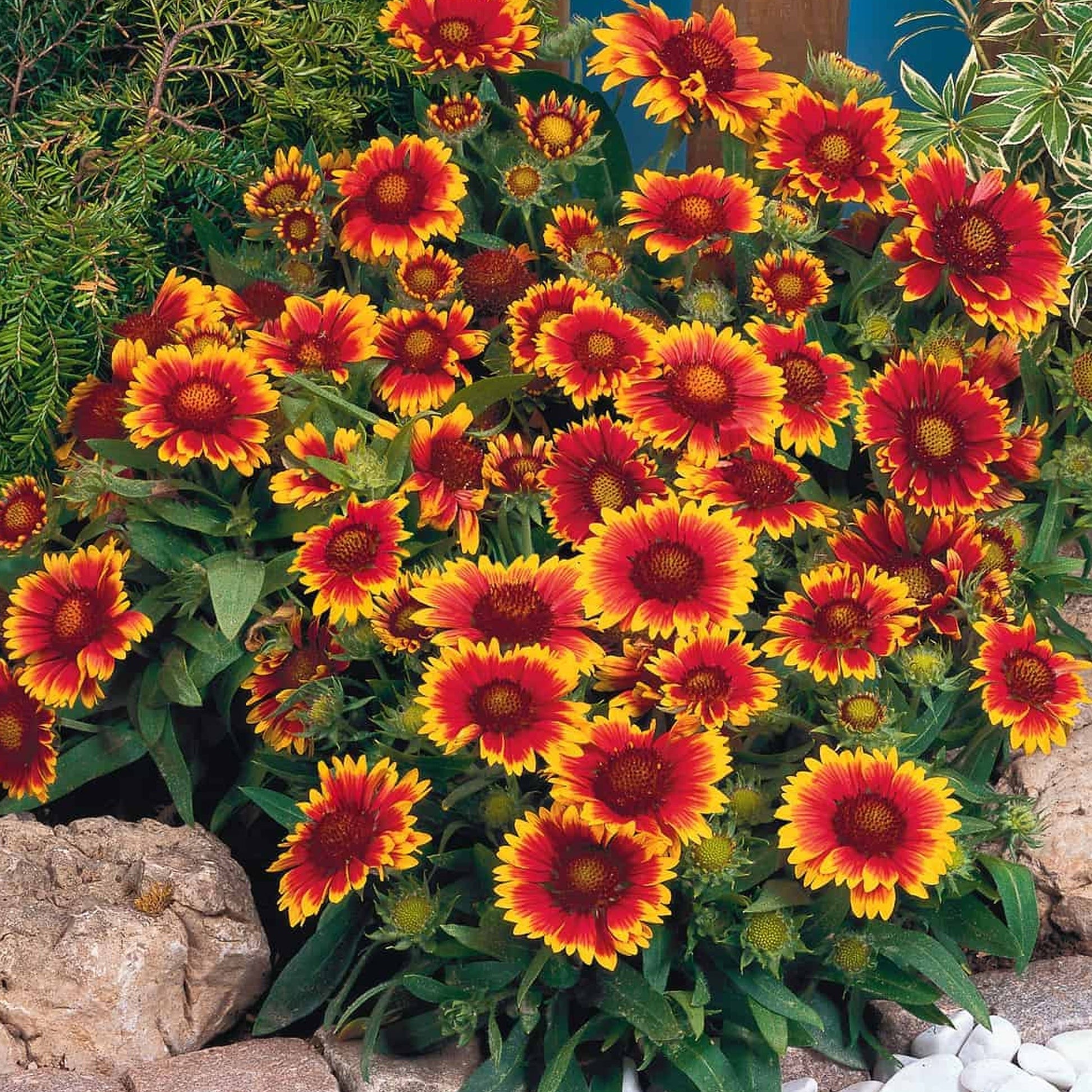 Gaillardia x Grandiflora Arizona Mix – Vibrant Blanket Flower Seeds ...