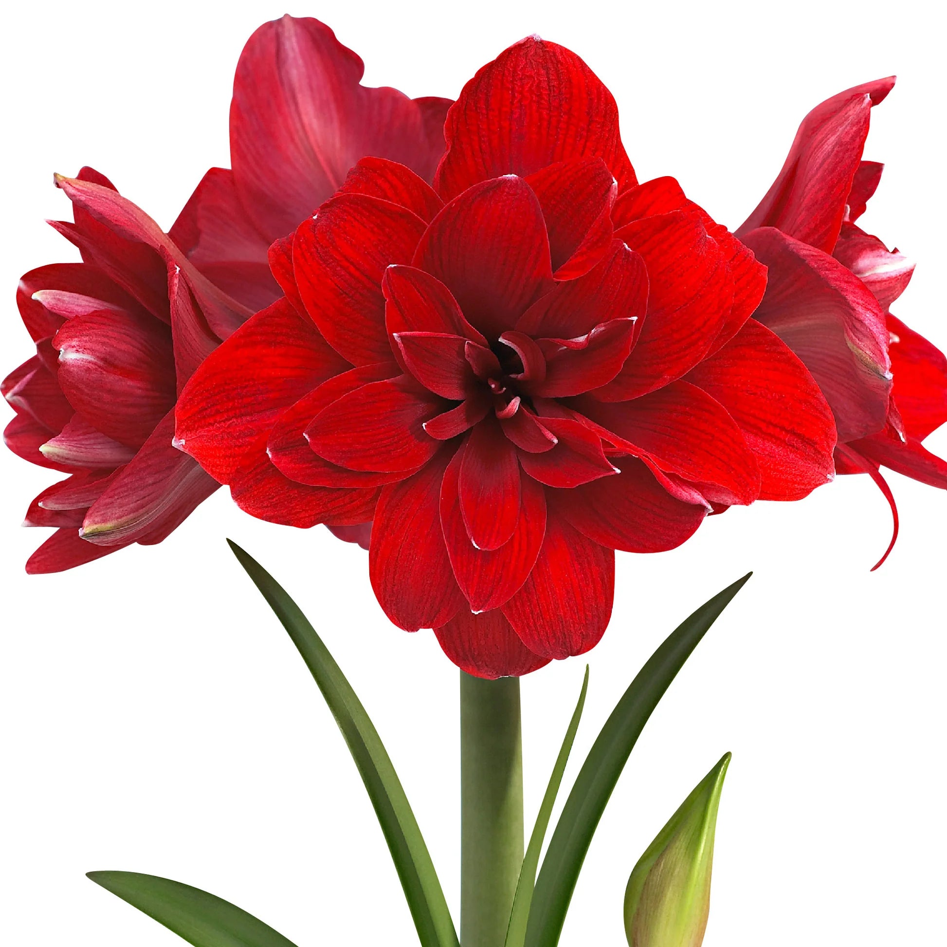 Buy Flower Bulbs Online | Premium Bulbs for Home Garden Plantogallery