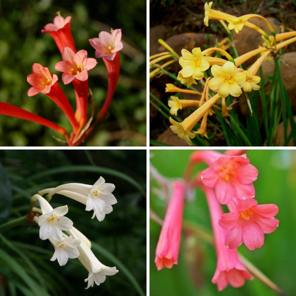 Plantogallery Ifafa Lily Bulbs – Stunning Blooms for Home Gardens