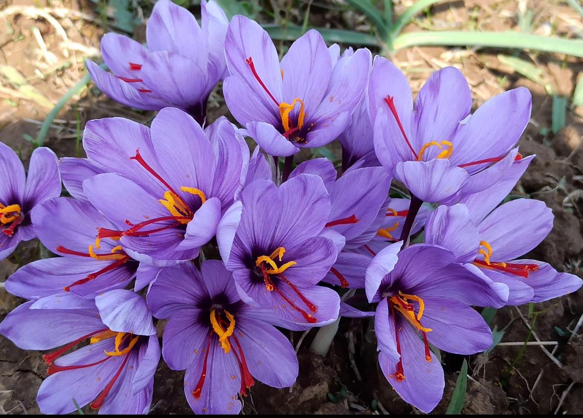Original Saffron (Kesar) Flower Bulbs – Grow Your Own Pure Saffron at