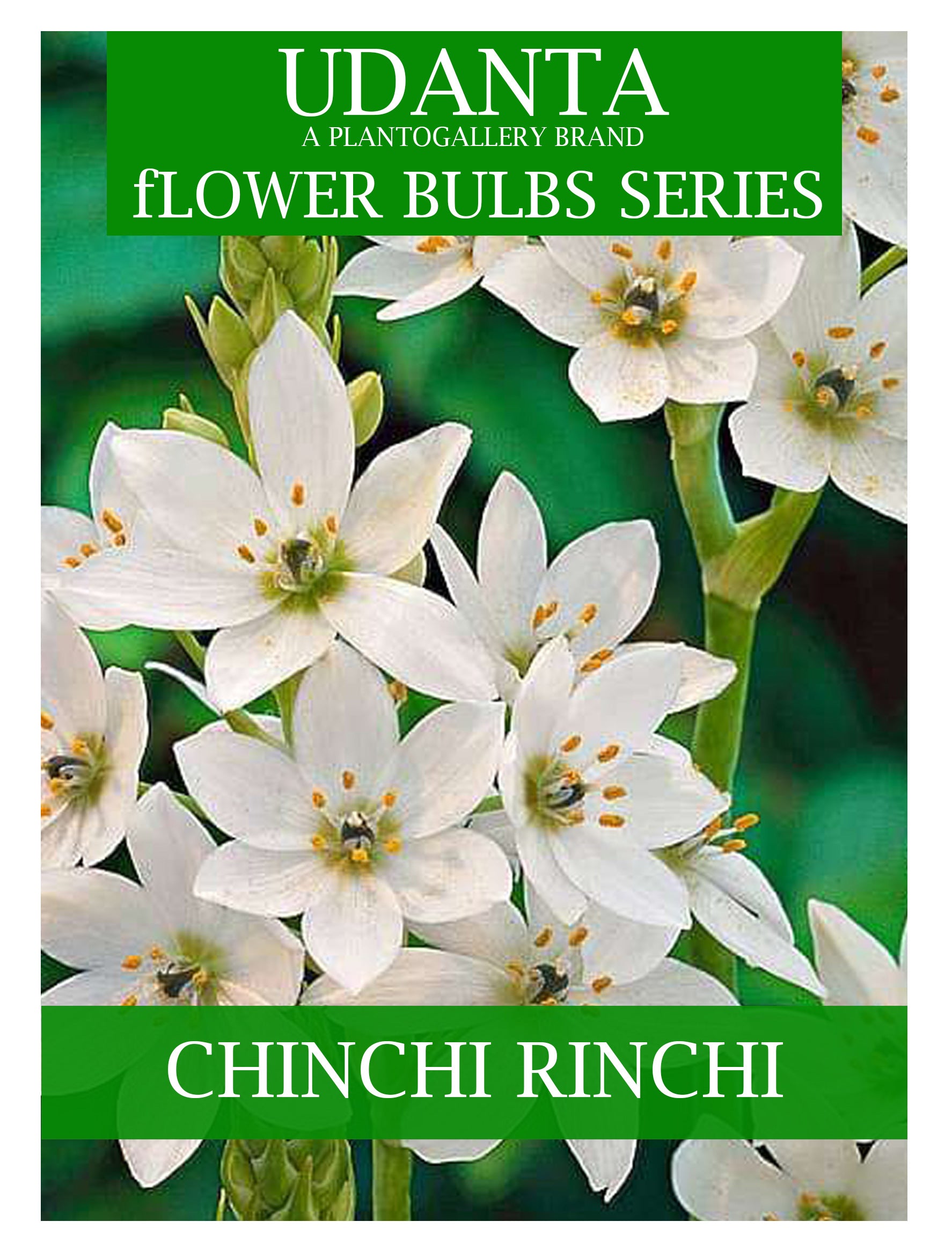 Chincherinchee / Orienthogaulam Pack of 5 Flower Bulbs | Suitable for